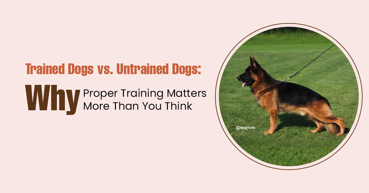 Trained Dogs vs. Untrained Dogs: Why Proper Training Matters