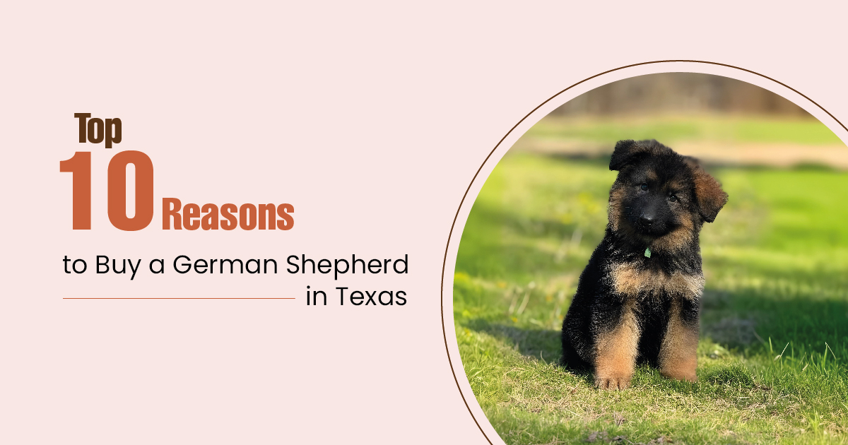 Top 10 Reasons to Buy a German Shepherd in Texas